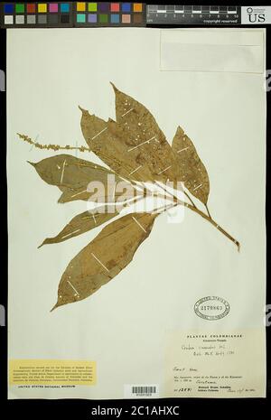 Croton cuneatus Klotzsch Croton cuneatus Klotzsch Stock Photo - Alamy