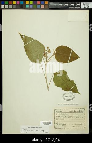 Croton niveus Jacq Croton niveus Jacq Stock Photo - Alamy