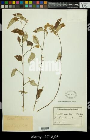 Croton niveus Jacq Croton niveus Jacq Stock Photo - Alamy