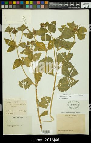 Croton hirtus LHr Croton hirtus LHr Stock Photo - Alamy