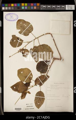 Croton aromaticus L Croton aromaticus L Stock Photo - Alamy