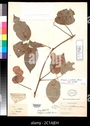 Illigera cordata Dunn Illigera cordata Dunn Stock Photo - Alamy