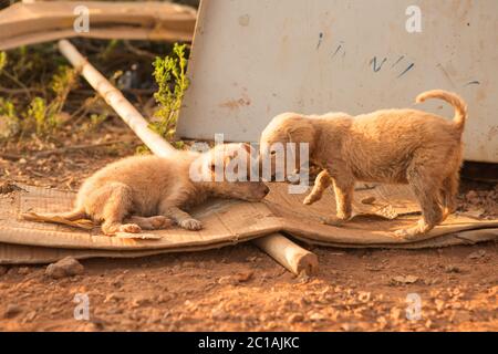 a sick stray dog lies on the street Stock Photo - Alamy