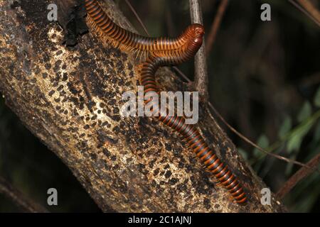 Giant millipede on a tree bark, Zanzibar, Tanzania Stock Photo - Alamy