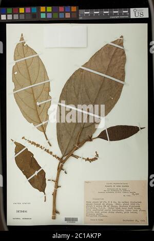 Claoxylon sp Claoxylon sp Stock Photo - Alamy