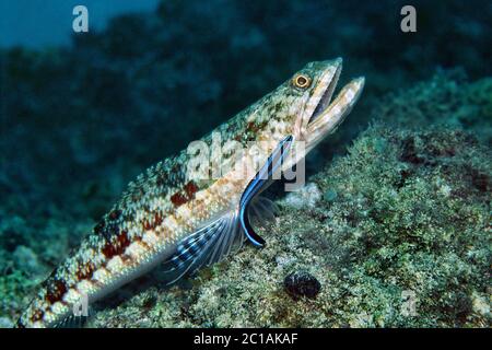 Bluestreak Cleaner Wrasse (Labroides dimidiatus Stock Photo - Alamy