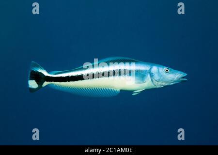 Blue Blanquillo (Malacanthus latovittatus Stock Photo - Alamy