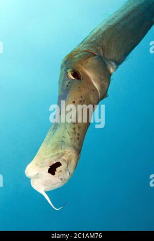 Chinese trumpetfish (Aulostomus chinensis Stock Photo - Alamy