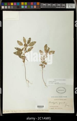Acalypha virginica L Acalypha virginica L Stock Photo - Alamy