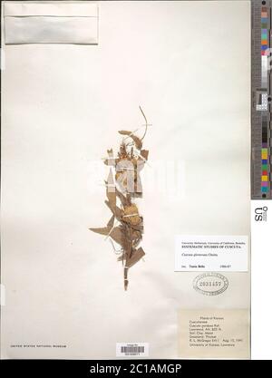 Cuscuta glomerata Chris Stock Photo - Alamy