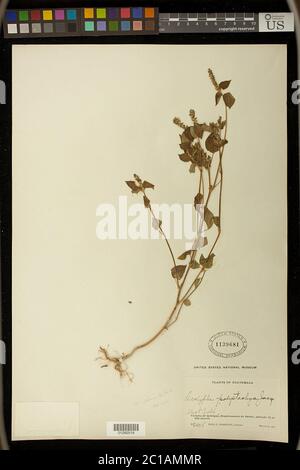 Acalypha setosa A Rich Acalypha setosa A Rich Stock Photo - Alamy
