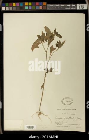 Acalypha setosa A Rich Acalypha setosa A Rich Stock Photo - Alamy