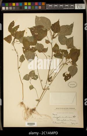 Acalypha setosa A Rich Acalypha setosa A Rich Stock Photo - Alamy