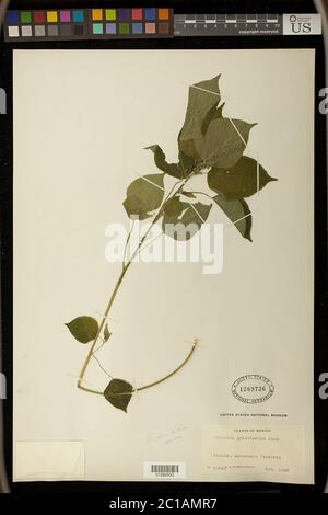 Acalypha setosa A Rich Acalypha setosa A Rich Stock Photo - Alamy