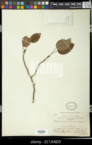 Manchineel tree (Hippomane mancinella) species in the Caribbean ...