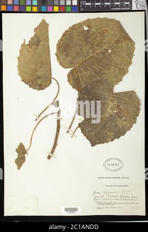 Hura polyandra Hura polyandra Stock Photo - Alamy