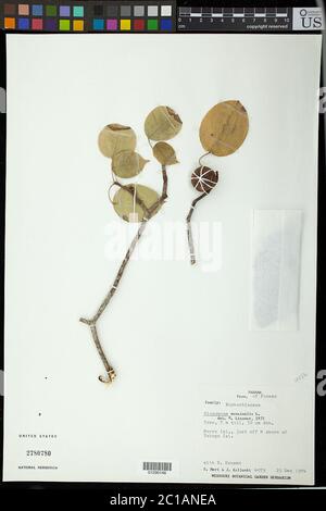 Manchineel tree (Hippomane mancinella) species in the Caribbean ...