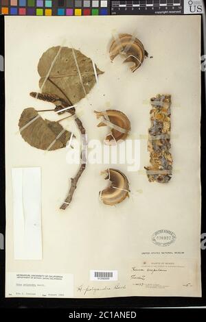 Hura polyandra Hura polyandra Stock Photo - Alamy