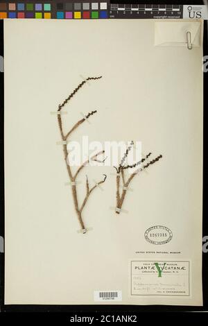 Manchineel tree (Hippomane mancinella) species in the Caribbean ...