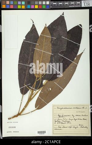 Trigonostemon sp Trigonostemon sp Stock Photo - Alamy