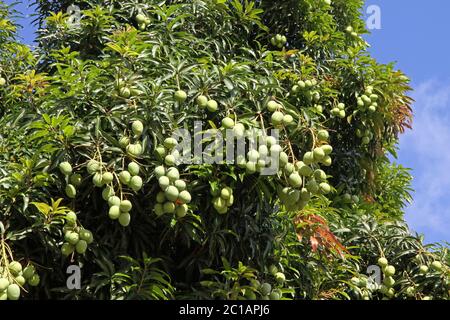 Unripe mangoes on tree, Ampangorinana Village, Nosy Komba Island ...