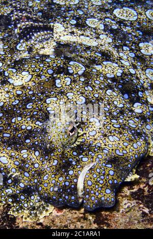 Peacock flounder (Bothus mancus), Indian Ocean, Mauritius Stock Photo ...