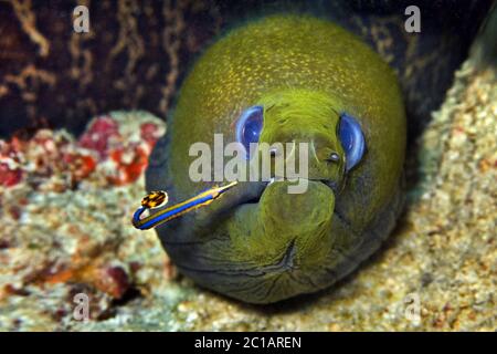An Undulated Moray Eel (Gymnothorax undulatus) in the Red Sea, Egypt ...