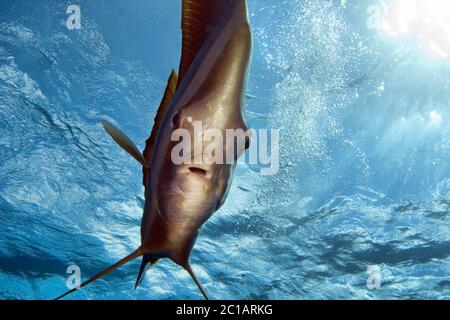 teira batfish or longfin batfish (Platax teira) on the sandy bottom ...