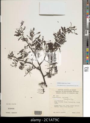 Libidibia coriaria Jacq Schltdl Stock Photo - Alamy