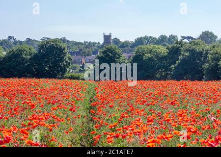 Poppy Field, Northamptonshire, England, UK Stock Photo - Alamy