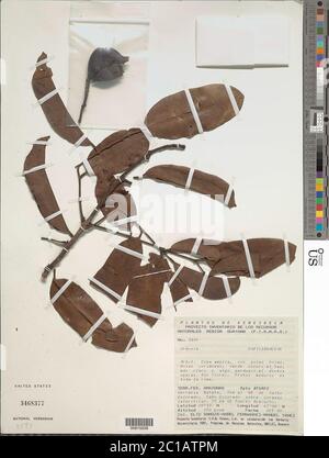 Ormosia sp Ormosia sp Stock Photo - Alamy