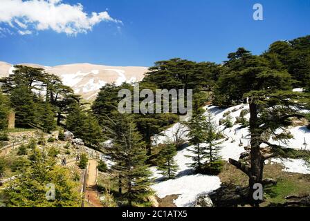 Snow in the Cedar forest in the middle Atlas range region, Ifrane ...