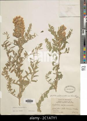 Sophora alopecuroides L Stock Photo - Alamy