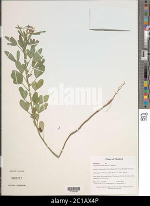 Crotalaria medicaginea Lam Stock Photo - Alamy