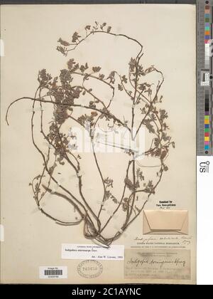 Indigofera microcarpa Desv Stock Photo - Alamy