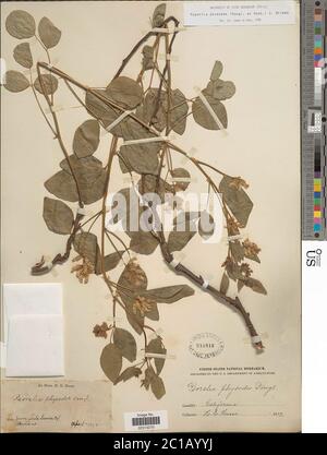 Rupertia physodes Douglas JW Grimes Rupertia physodes Douglas JW Grimes ...