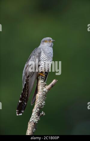 Male Common Cuckoo Stock Photo - Alamy