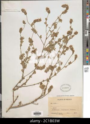 Dalea greggii A Gray Stock Photo - Alamy