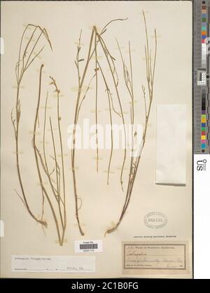 Astragalus filipes A Gray Stock Photo - Alamy