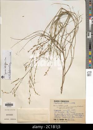 Zornia latifolia Sm Zornia latifolia Sm Stock Photo - Alamy