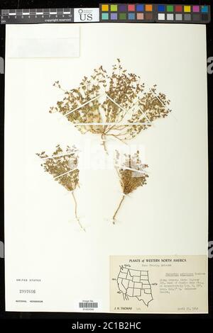 Euphorbia polycarpa Euphorbia polycarpa Stock Photo - Alamy