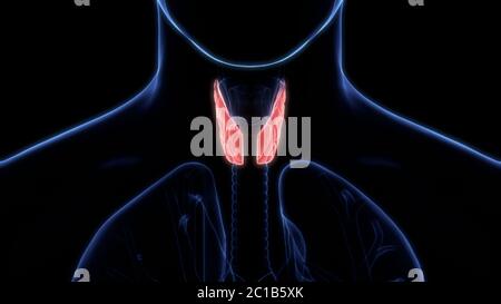 Human Body Glands Lobes of Thyroid Gland Anatomy Stock Photo - Alamy