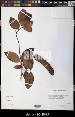 Inga sp Inga sp Stock Photo - Alamy