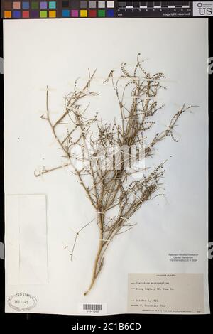 Cercidium microphyllum Rose IM Johnst Cercidium microphyllum Rose IM ...