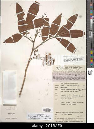 Aglaia edulis Roxb Wall Aglaia edulis Roxb Wall Stock Photo - Alamy