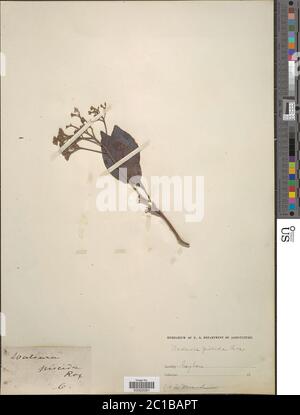 Walsura trifoliolata Walsura trifoliolata Stock Photo - Alamy