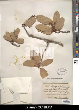 Schinopsis balansae Schinopsis balansae Stock Photo - Alamy