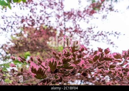 Beautiful decorative beech Stock Photo - Alamy