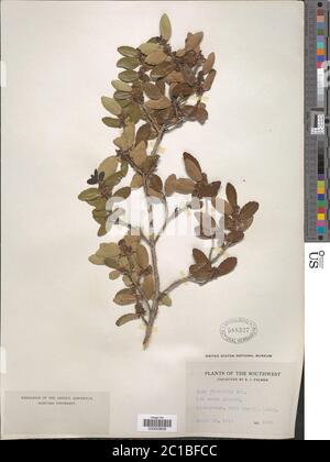 Ilex vomitoria Aiton Ilex vomitoria Aiton Stock Photo - Alamy