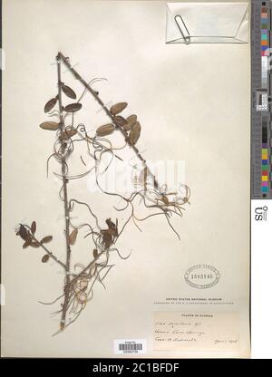 The Yaupon Holly (Ilex vomitoria), a plant native to the southeastern ...